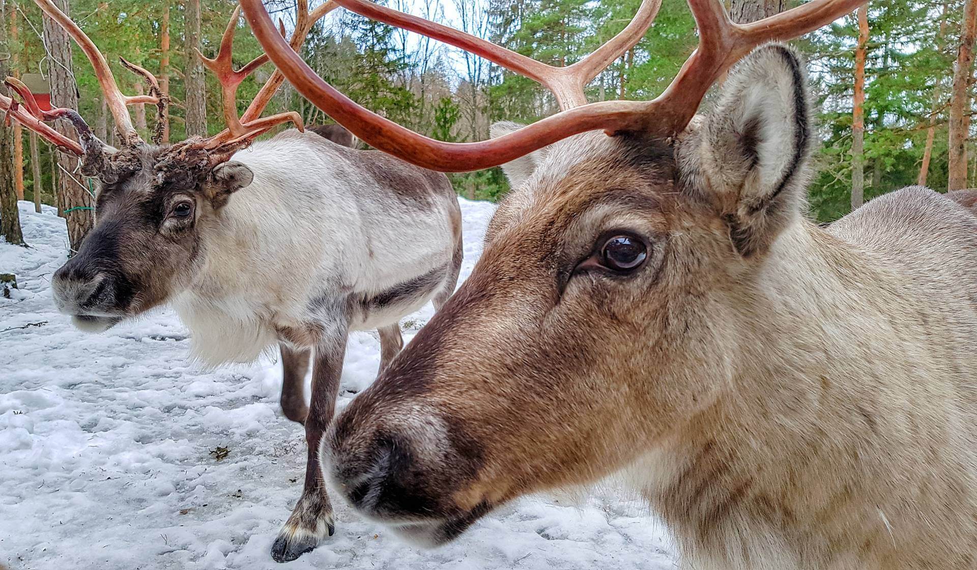 10 Incredible Things to do in Espoo Finland - Where Is Tara?